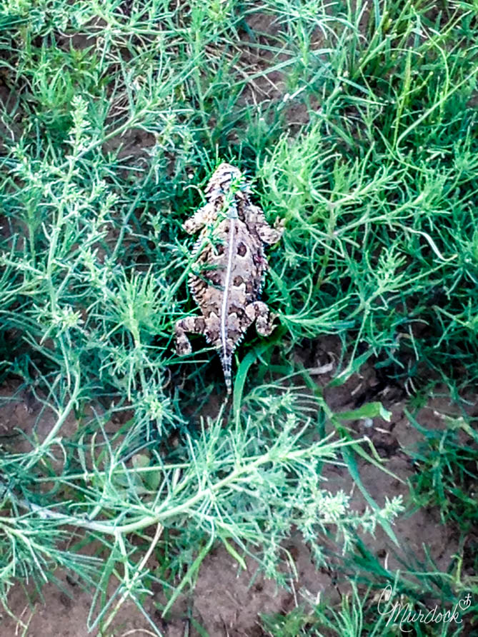 Horned Toad - Crystal Murdock Photography